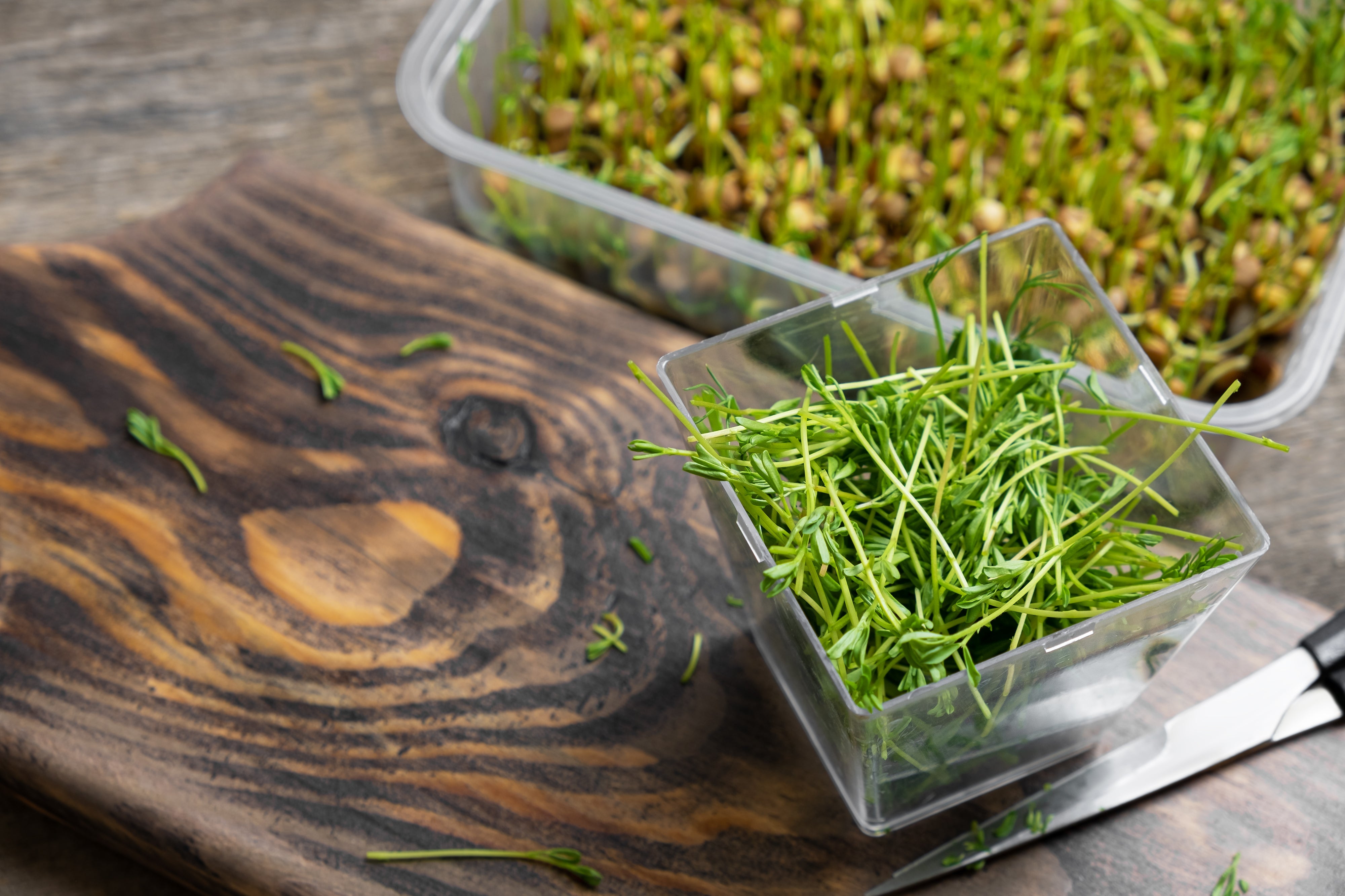 Green Microgreens & Edible Flowers – Fresh & Fragrant Picks – Mmmm ...