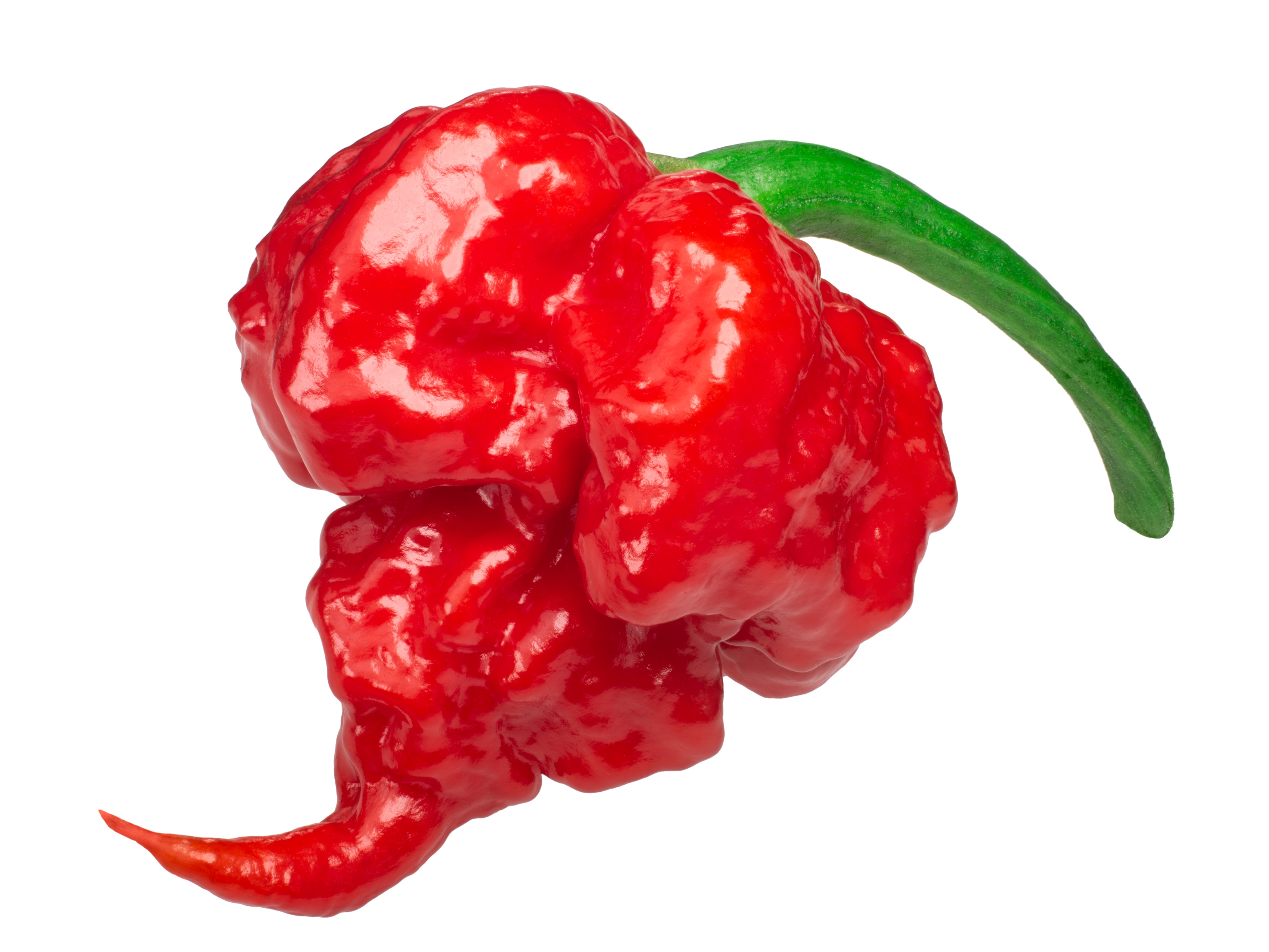 Carolina Reaper Chili Peppers | World’s Hottest Pepper – Mmmm! Singapore