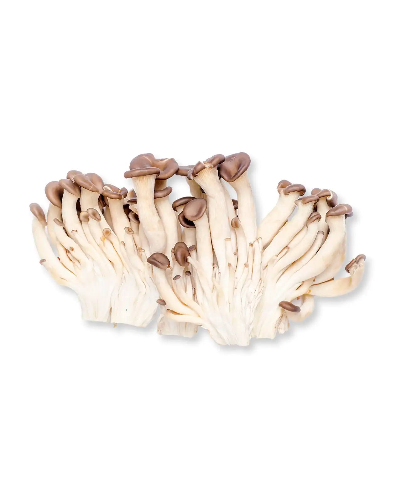 Maitaki Mushroom | Mmmm! Singapore
